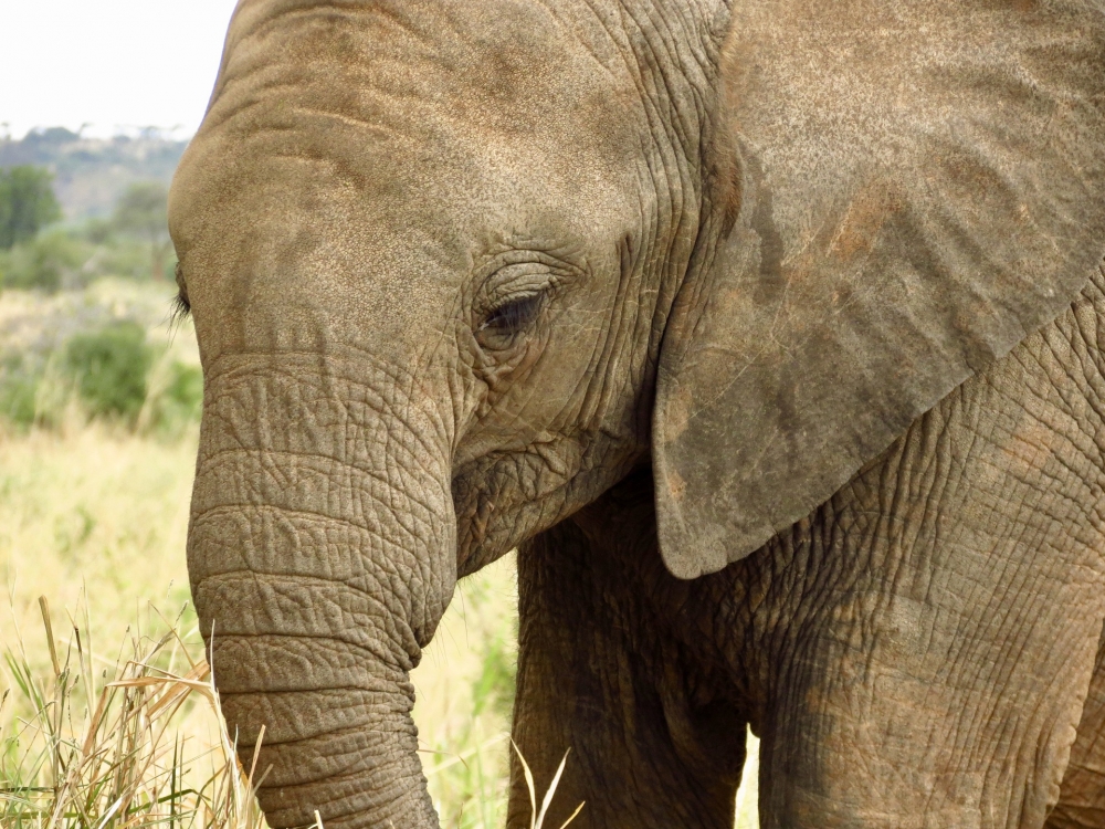 Spirit of Kenya | Planning Your First safari | Blog